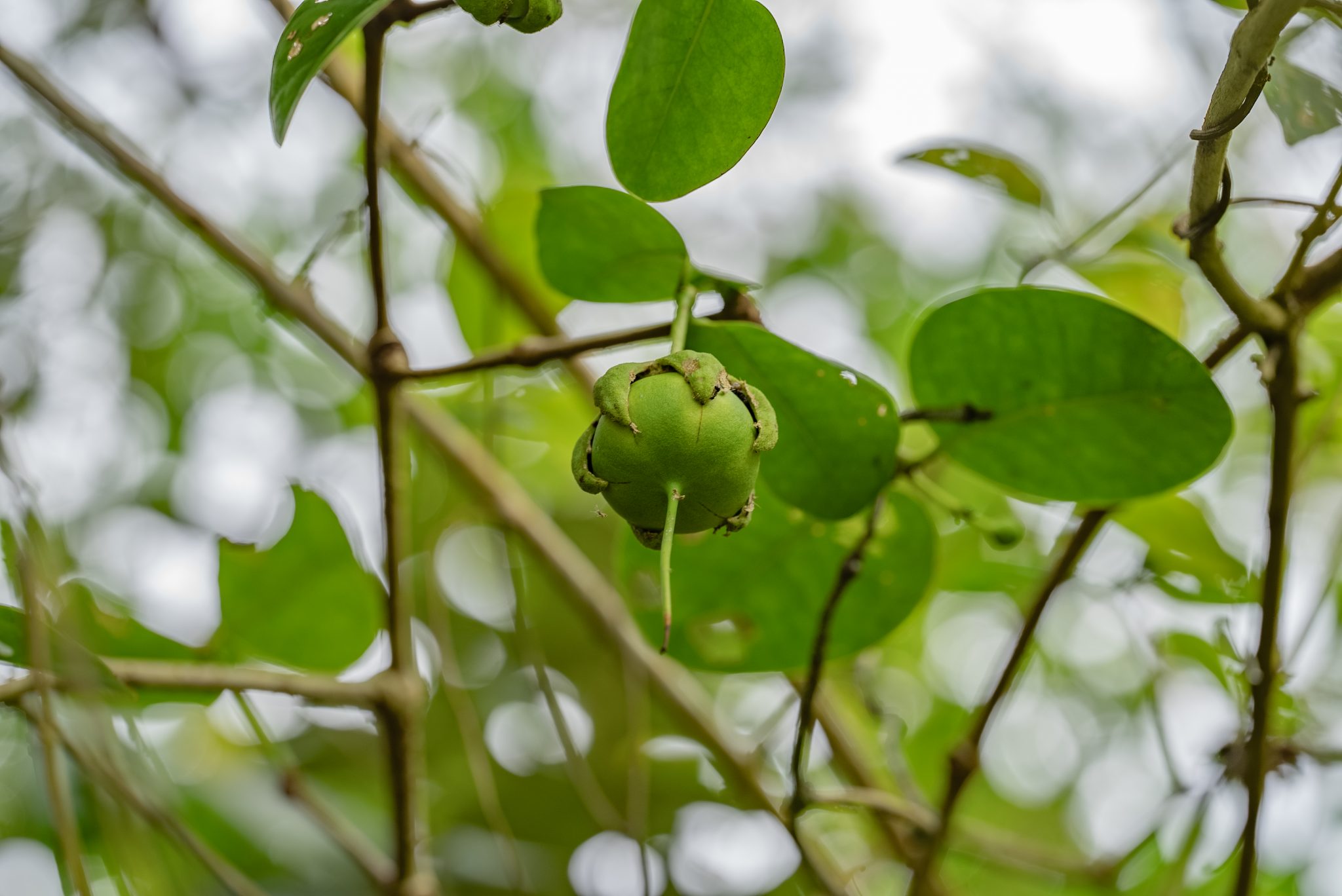 Visiting Bongsanglay Natural Park