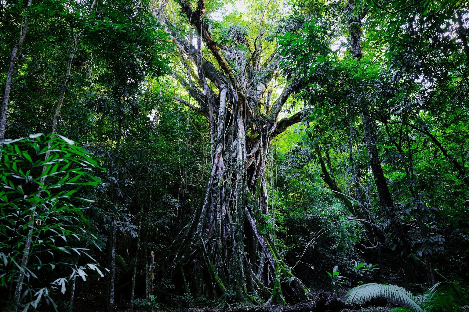 Visiting Samar Island Natural Park