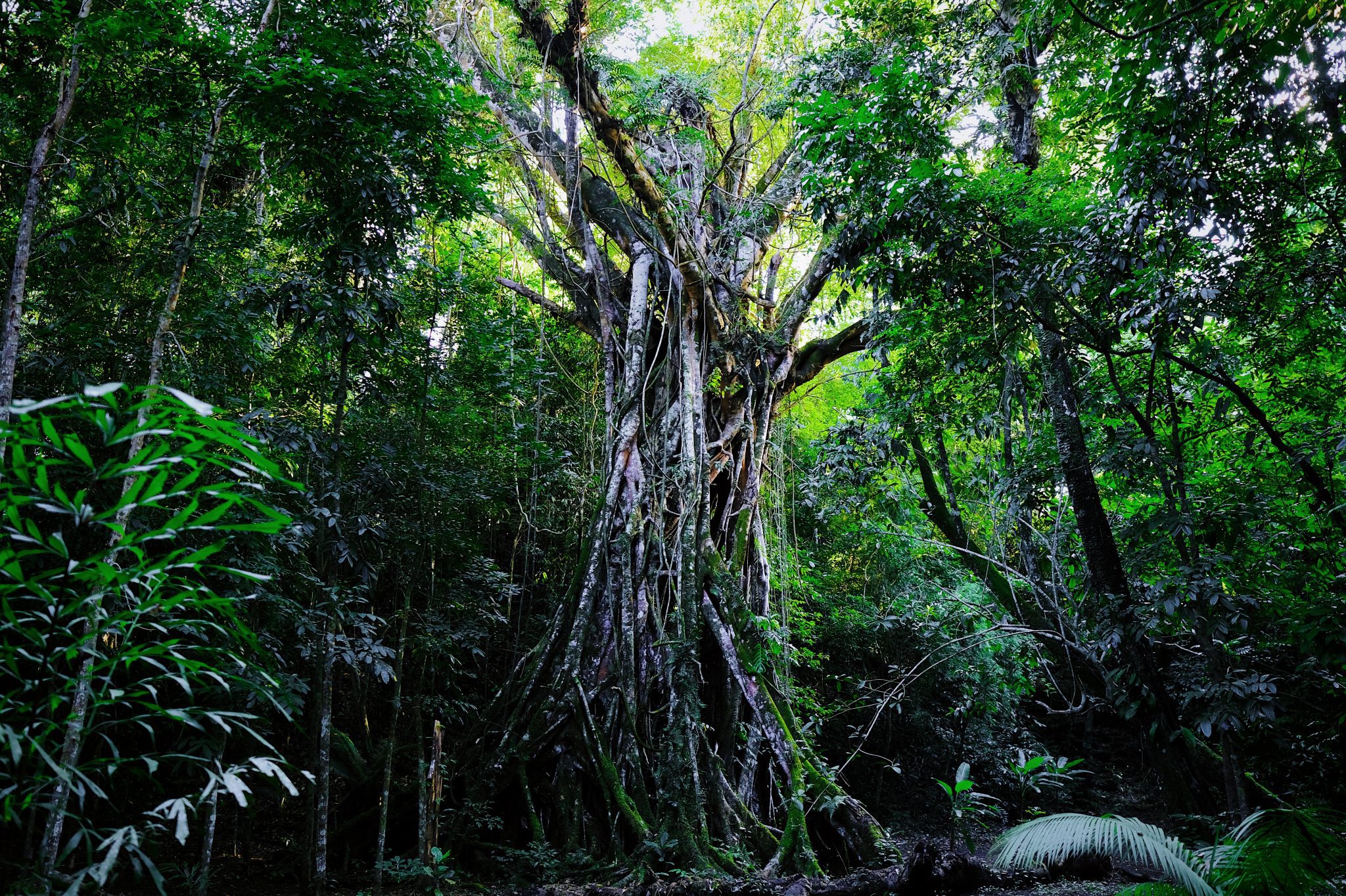 The Dacula Family and Their Century-old Weaving Tradition