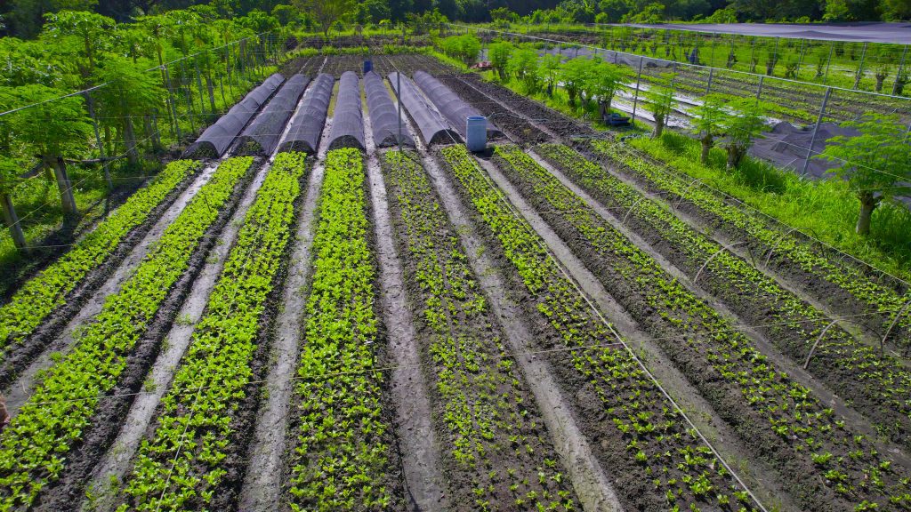 Come and Explore the Fun Farm Life in Iloilo