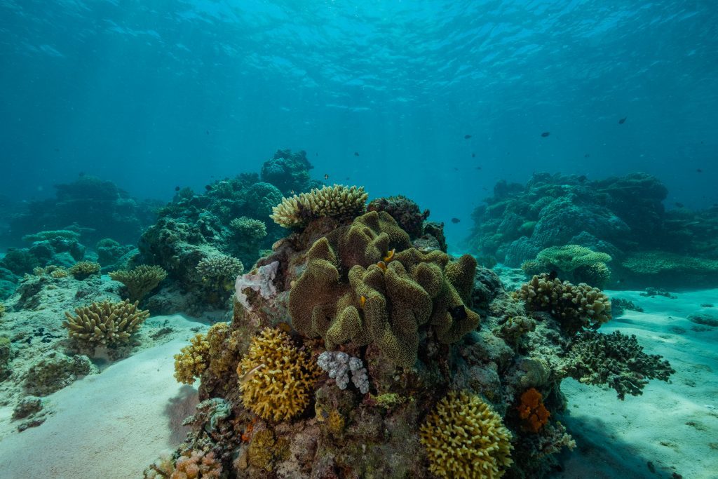 Visiting Apo Reef Natural Park